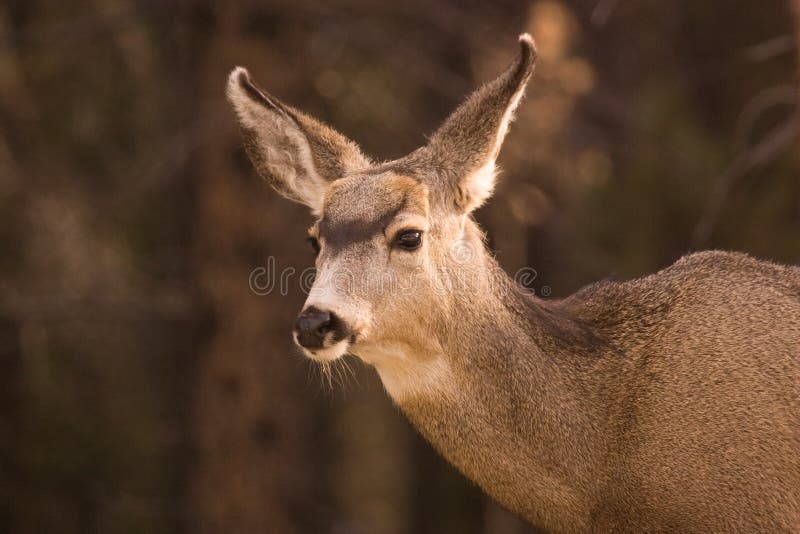 Muilderhert stock afbeelding. Image of ertsader, muilezel - 7647919