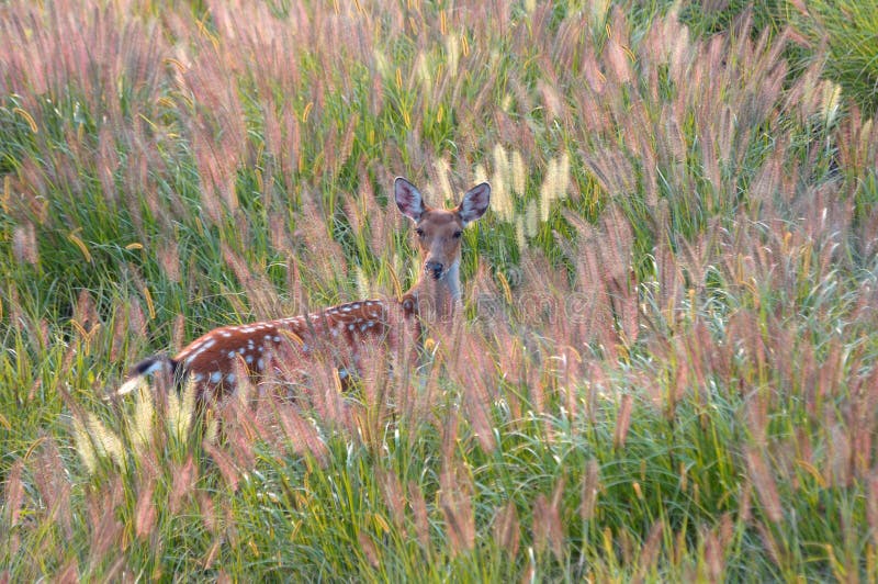 Een vrouwelijk Sika-hert stock afbeelding. Image of dier - 33447815