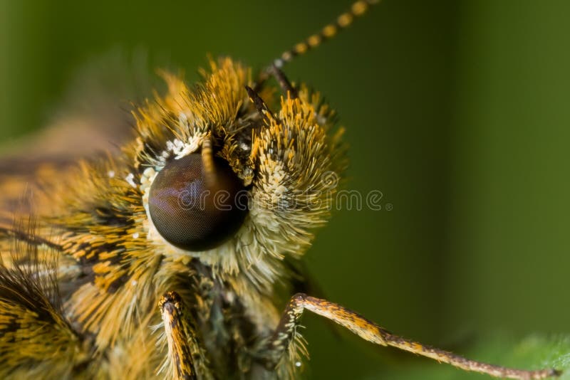 Een vurige kapitein stock afbeelding. Image of dier, macro - 7678491