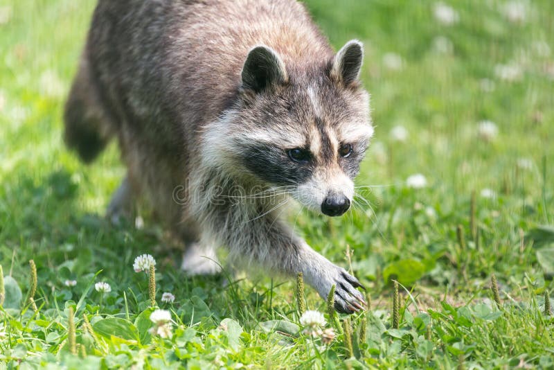 Een Weide Met Wasberen En Gras En Bomen En Stenen in De Tropische ...