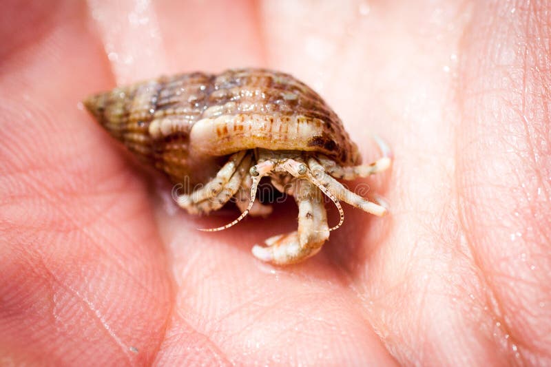 Een Kleine Schaaldiervis Uit De Schelp Op De Zandkust Van De Oceaan ...