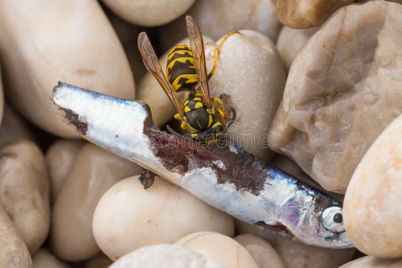 Een Wesp Die Een Dode Vis Eten Stock Foto - Image of eten, klein: 35099250