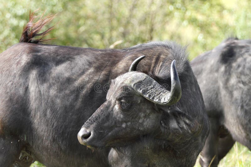 Een Wilde Afrikaanse Buffel Stock Afbeelding - Image of buiten, kenia ...