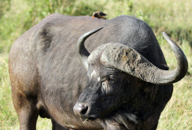 Een Wilde Afrikaanse Buffel Met Grote Hoorn Stock Afbeelding - Image of ...