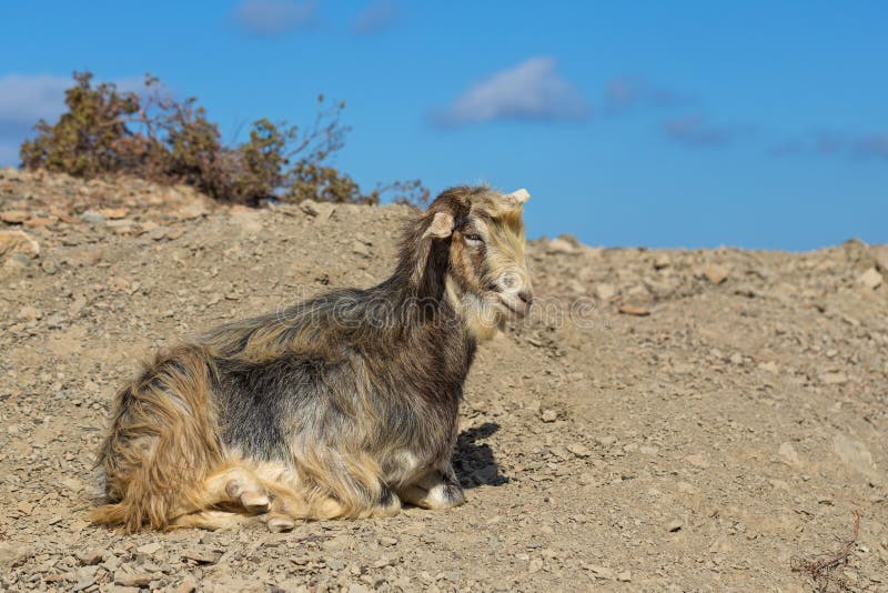 Een Wilde Geit in Griekenland. Stock Afbeelding - Image of dier ...