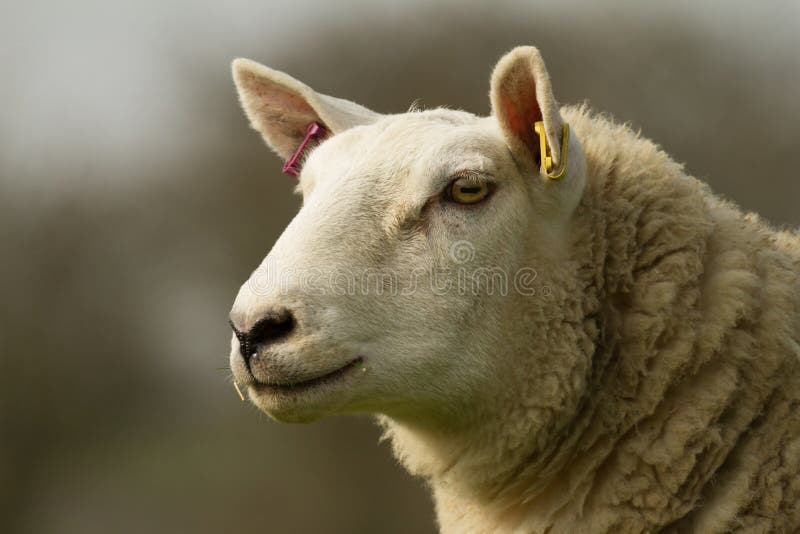 Een Wit Hoofd Van Engelse Schapen Stock Afbeelding - Image of neus ...