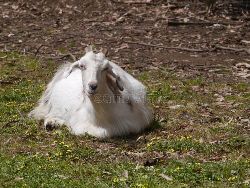 Een Witte Geit Met Lang Haar Stock Foto - Image of eiland, gras: 36662160