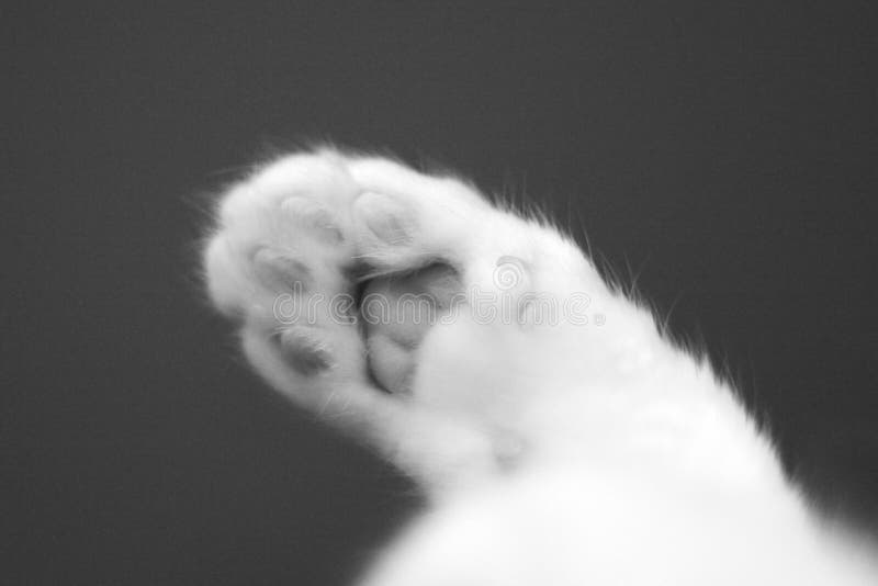 Een Witte Katten Pluizige Poot Stock Foto - Image of onscherp, bont ...