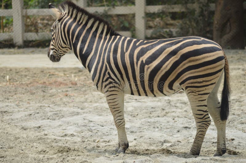 Een zebra stock afbeelding. Image of afrika, gestookt - 114143315