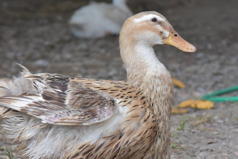 Eend stock afbeelding. Afbeelding bestaande uit kleurrijk - 119232775
