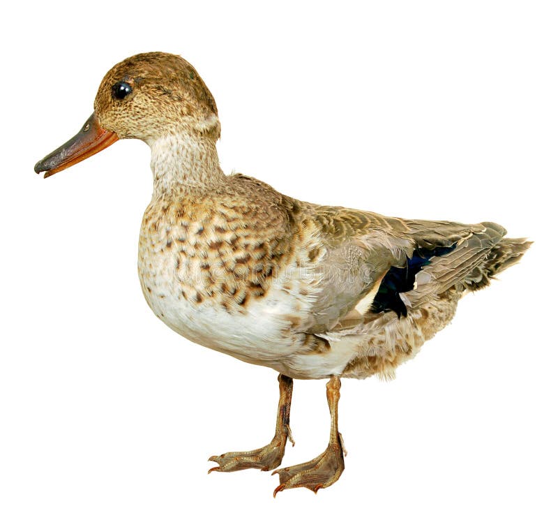 Vrouwelijke Die Wilde Eendeend Op Wit Wordt Geïsoleerd Stock ...