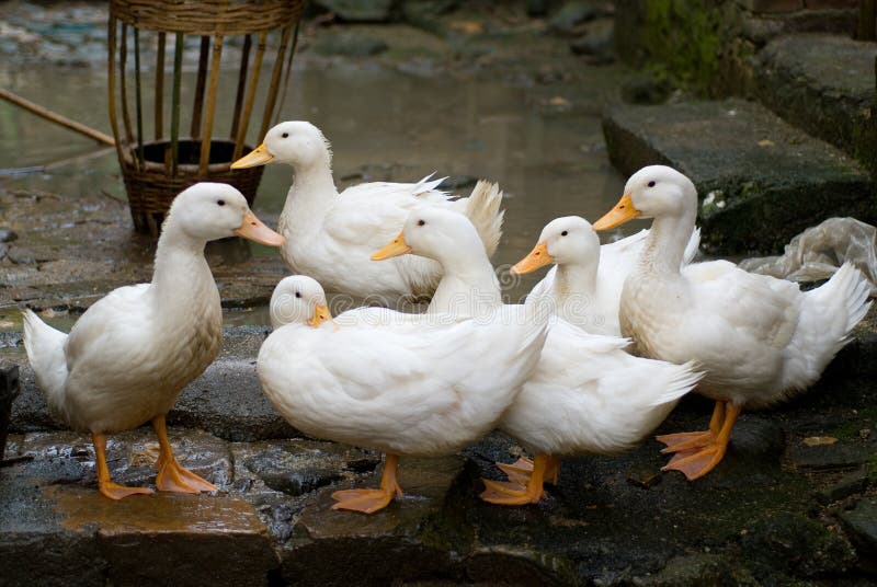 Eend stock foto. Image of voer, dier, water, landbouwbedrijf - 13195170
