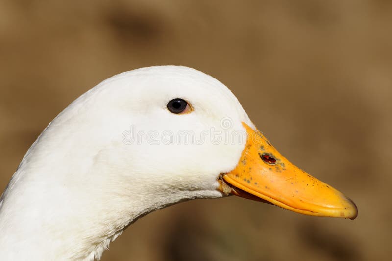 Eend stock afbeelding. Image of ogen, geel, neus, gevogelte - 13956669