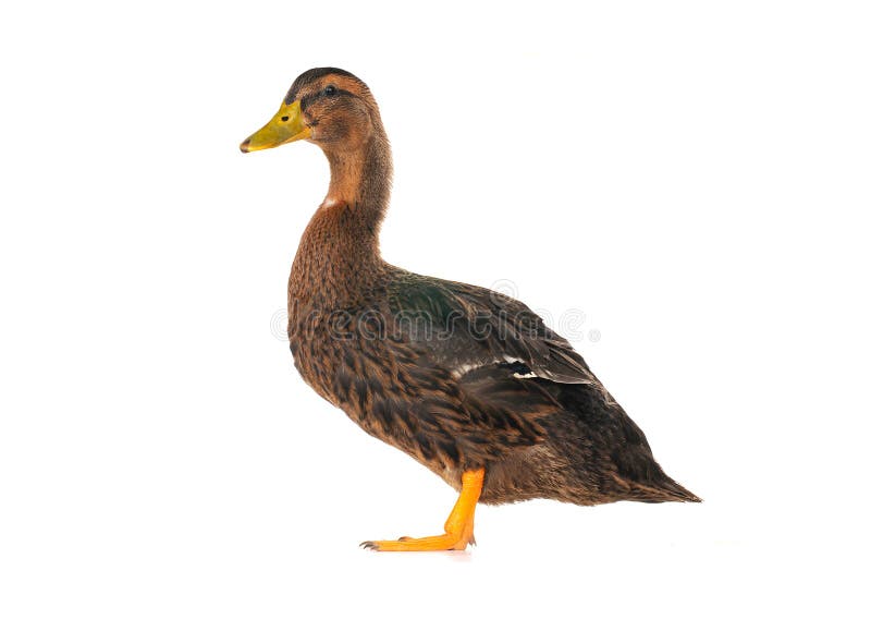 Eend stock afbeelding. Image of achtergrond, nave, één - 19731459