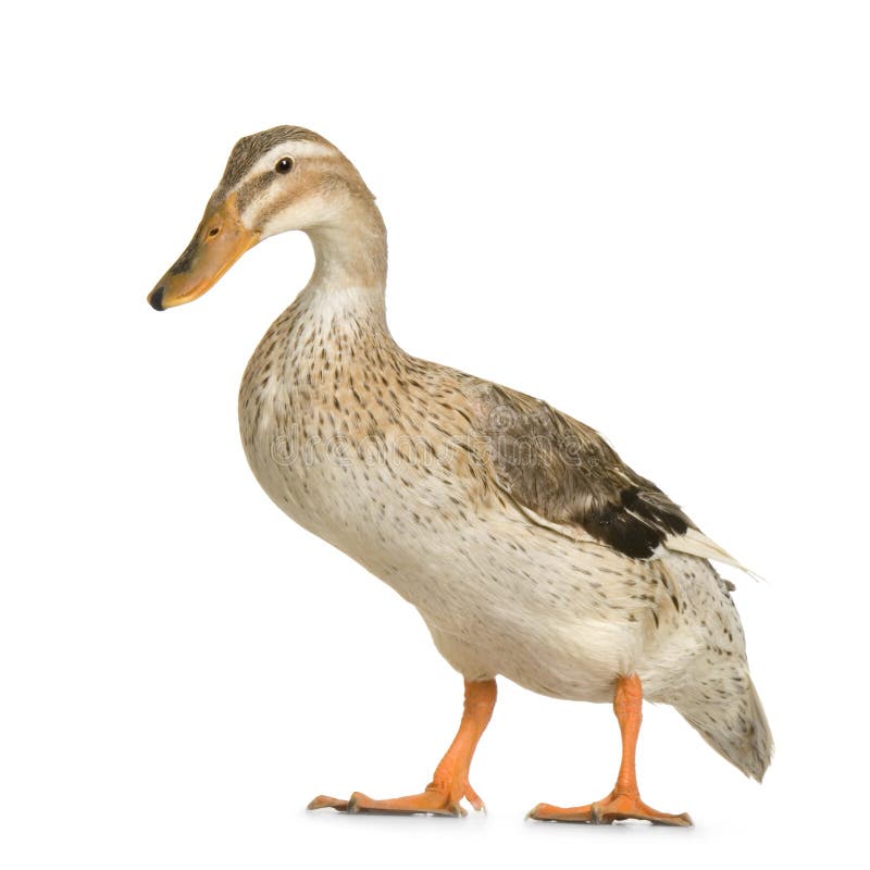 Eend wit stock foto. Image of achtergrond, huisdier, één - 22989206