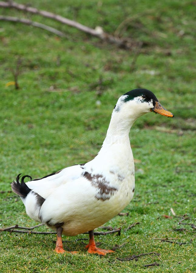 Eend stock afbeelding. Image of nave, rekening, openlucht - 29532365