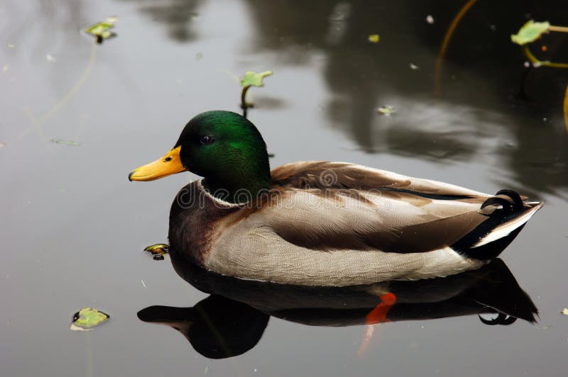 Eend stock foto. Image of wintertaling, wild, vogels, kleurrijk - 393810