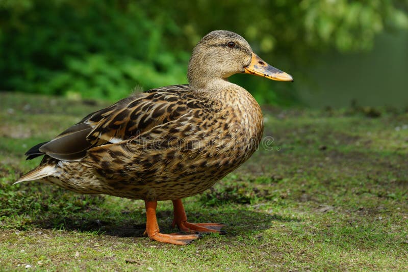 Eend stock foto. Image of water, dier, eend, nemen, park - 46320736