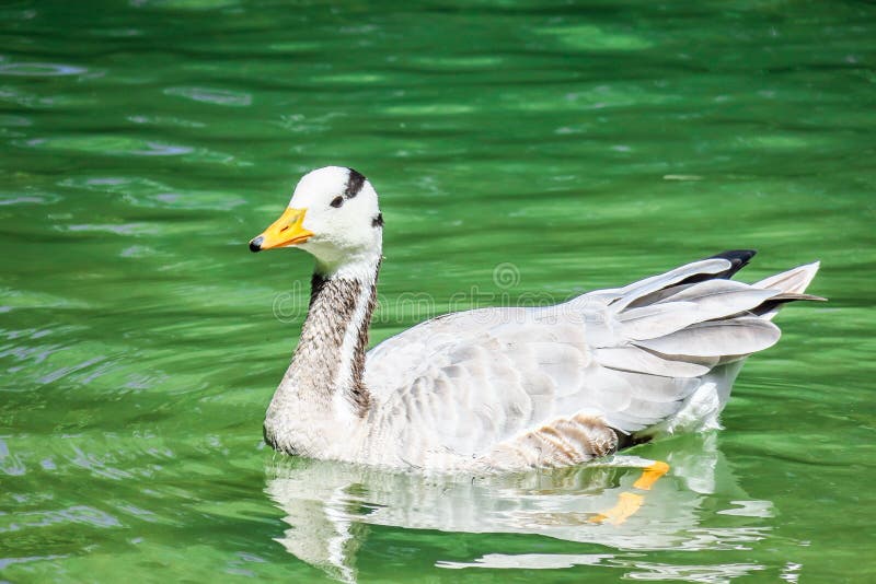 Eend stock afbeelding. Image of nave, eend, vogel, zwemmen - 57381789
