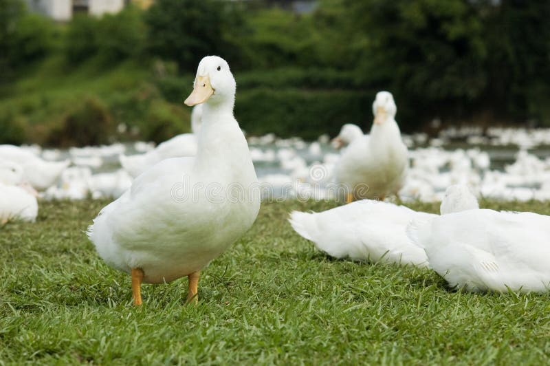 Witte Eenden stock foto. Image of groep, zwemmen, naughty - 5321960