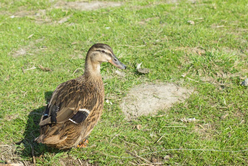 Eend stock afbeelding. Image of eend, vogels, nesten - 79816873