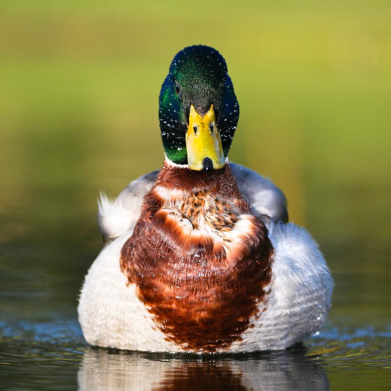 Eend stock foto. Image of achtergrond, fantastisch, grappig - 91119998