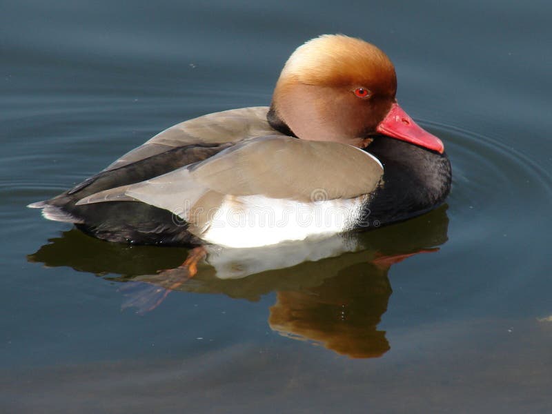 Eend een rood hoofd stock afbeelding. Image of vleugels - 11153977