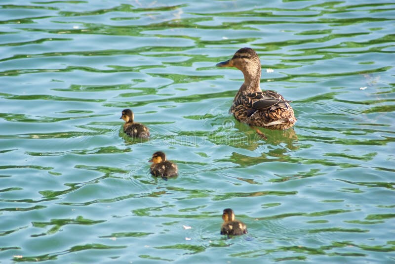 Eend en eendjes stock foto. Image of dieren, eendjes - 14470670