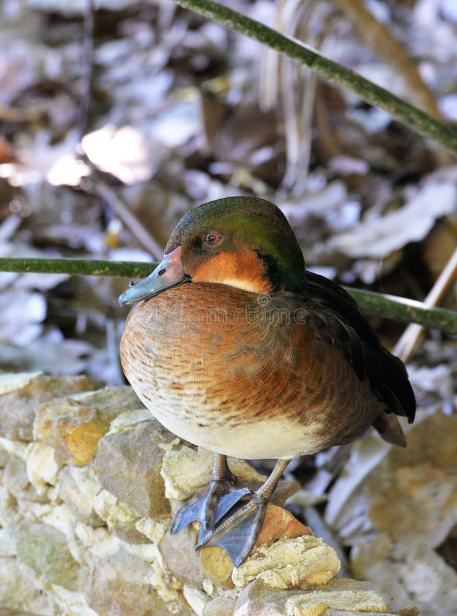 Eend groen hoofd stock foto. Image of groen, dier, landelijk - 65801608