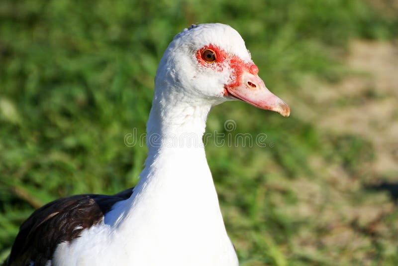 De rode Eend van de Bek stock foto. Afbeelding bestaande uit openlucht ...