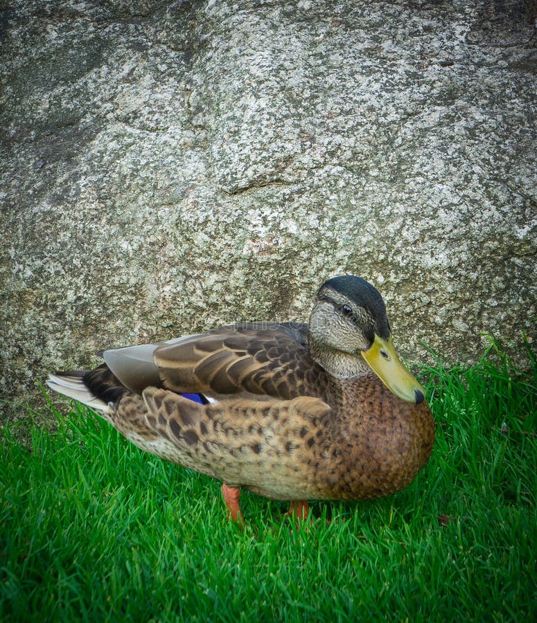 Een Eend in Een Groen Moeras Stock Afbeelding - Image of wild, eend ...