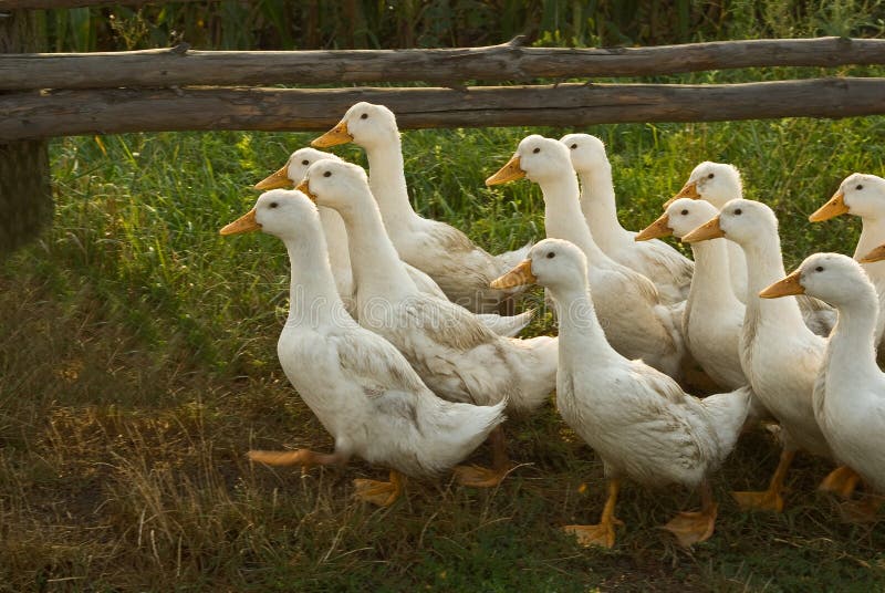 Eenden stock foto. Image of dorp, landelijk, gans, eend - 11124064