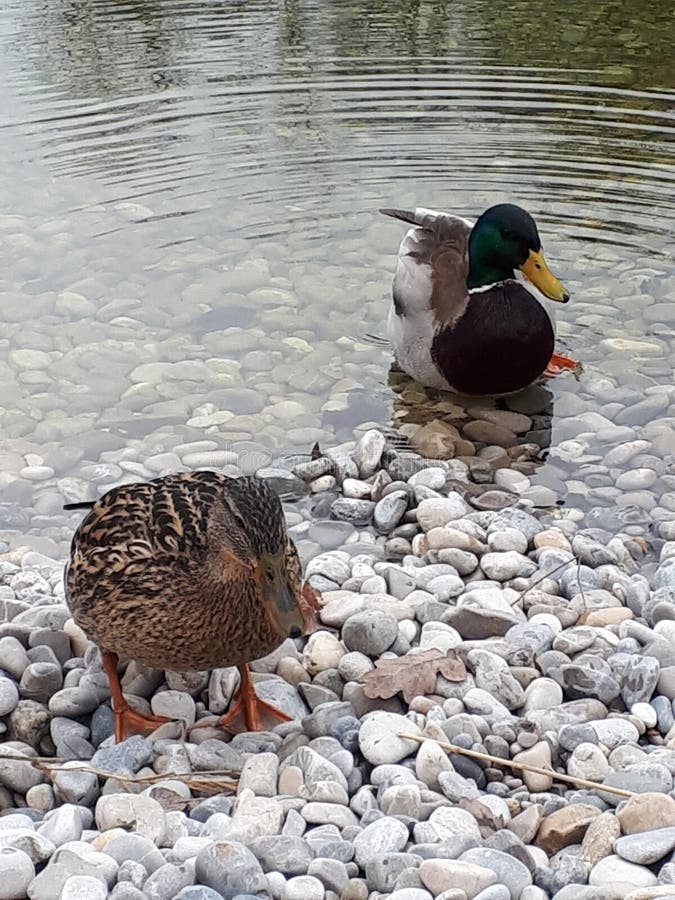 Eenden stock foto. Image of eenden, dieren, rivier, fotografie - 114495456