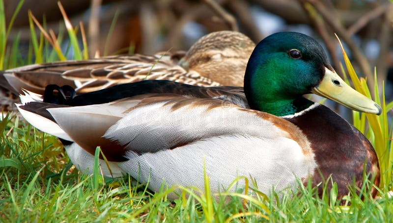 Eenden stock foto. Image of gras, watervogel, vogel, eend - 14365384
