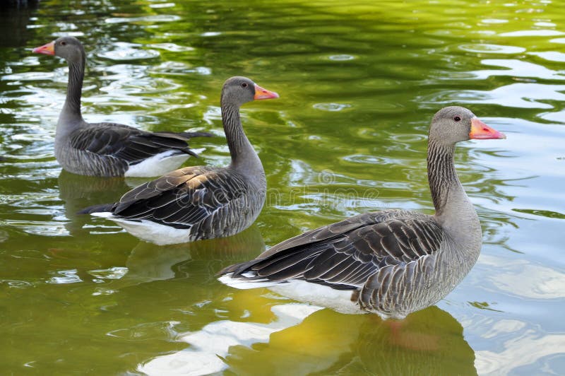 Met Zwemvliezen Tenen Van Eend Stock Foto - Afbeelding bestaande uit ...