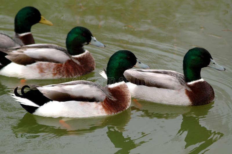 Eenden en vijver stock foto. Image of boom, botanisch, groen - 185436