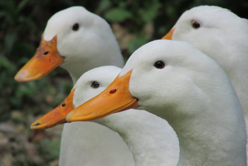 Eenden in beweging stock foto. Image of bekken, eenden - 54275008