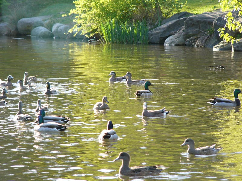 Eenden en vijver stock foto. Image of boom, botanisch, groen - 185436
