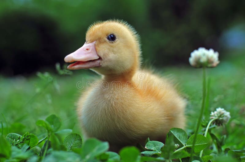 Eend-baby stock afbeelding. Image of leuk, geel, gevogelte - 19605751