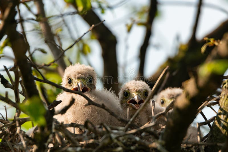 Kuikens Van De Vaten. Een Broed Van in Het Wild Levende Vogels Stock ...