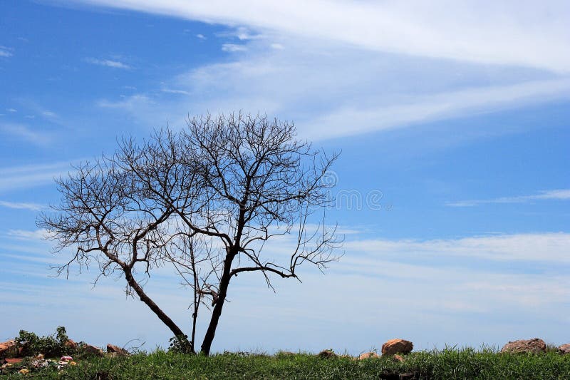 Eenzame Boom stock foto. Image of landelijk, buiten, grond - 1071292