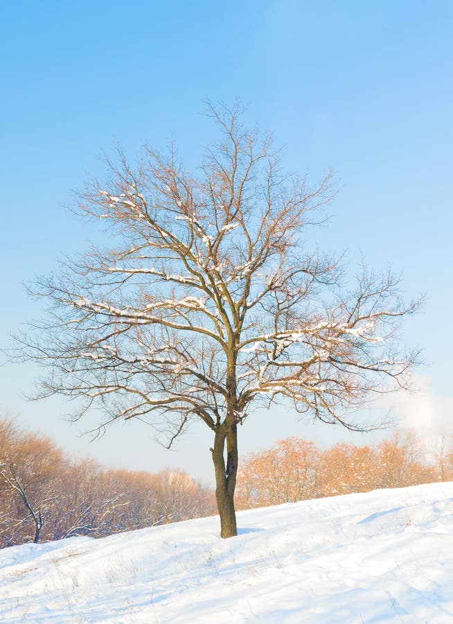 Eenzame boom in de winter stock foto. Image of januari - 71964234