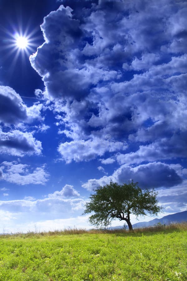 Eenzame Boom en Zon stock foto. Image of blauw, lente - 3145520