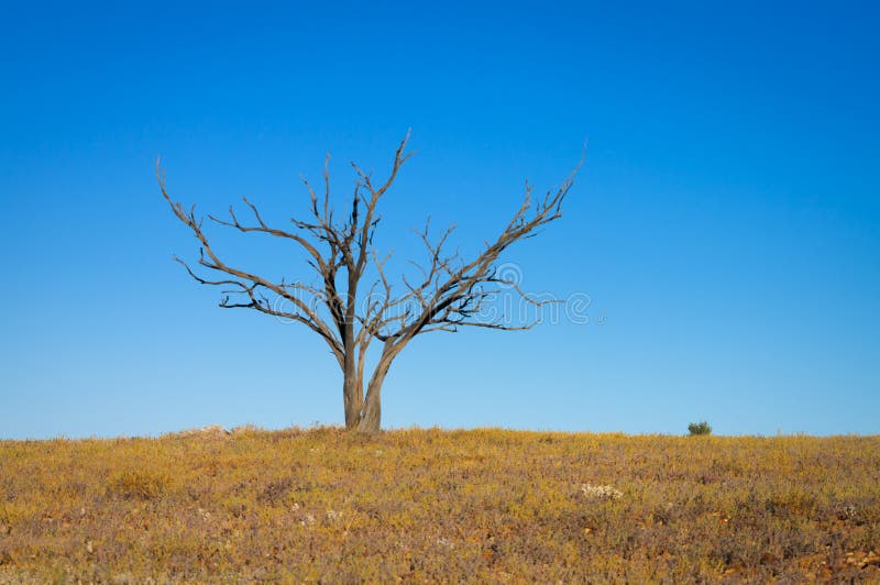 Eenzame dode boom stock afbeelding. Image of binnenland - 40804715