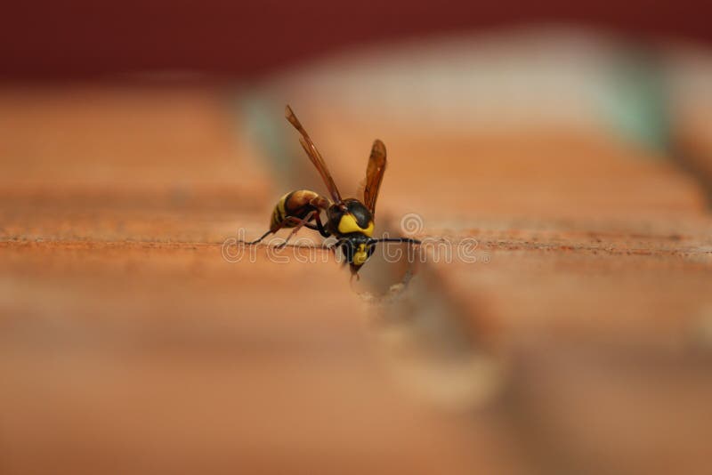 Eenzame horzel stock afbeelding. Afbeelding bestaande uit mooi - 102821527