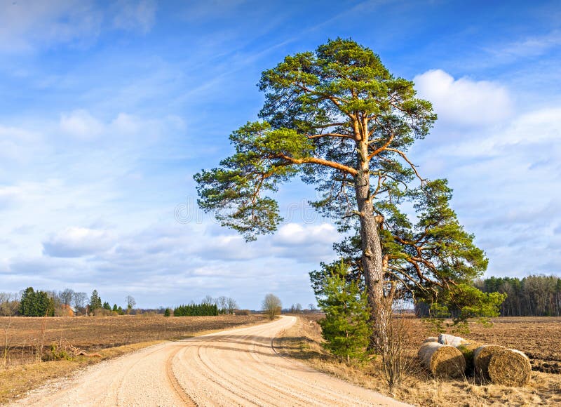 Eenzame Oude Pijnboom Dichtbij Countysideweg Stock Foto - Image of ...