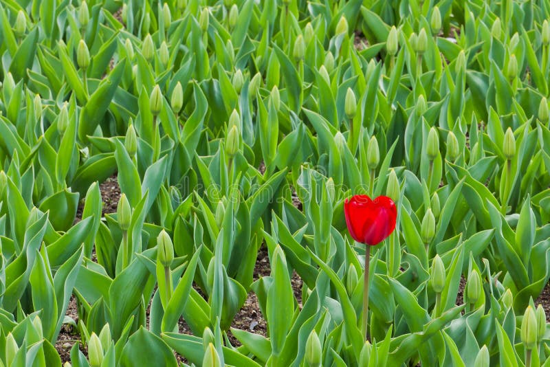 Eenzame Rode Tulp En Open Leeg Notitieboekje Op Donkere Houten Planken ...