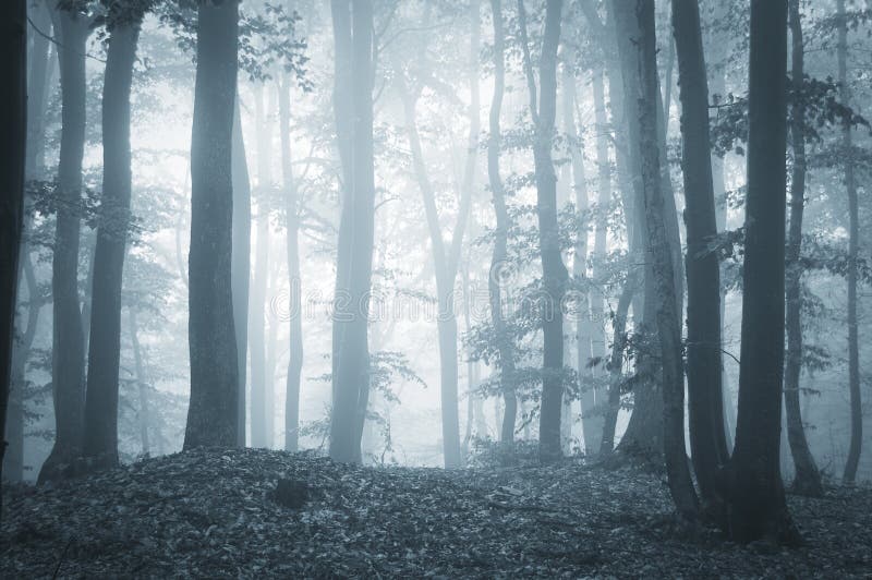 Eerie Forest with Fog and Light Stock Photo - Image of fantasy ...
