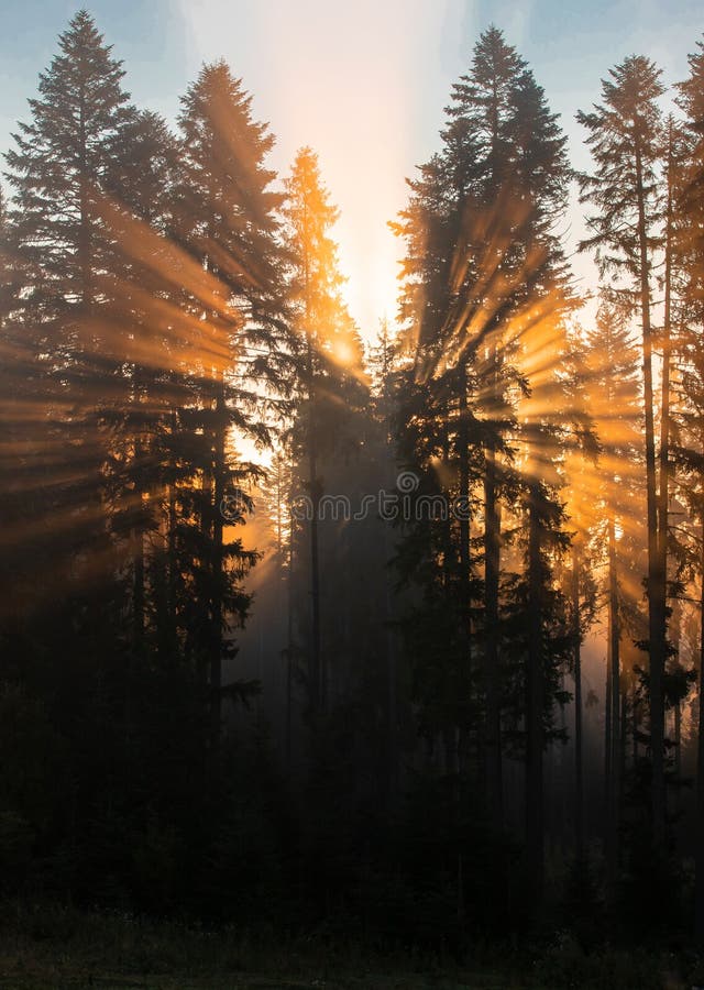 Eerie Scenery of Sun Rays Shining through the Trees in a Foggy Forest ...