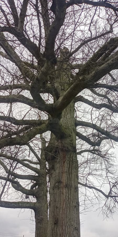 Old eerie tree stock photo. Image of gloomy, scary, branch - 32474718